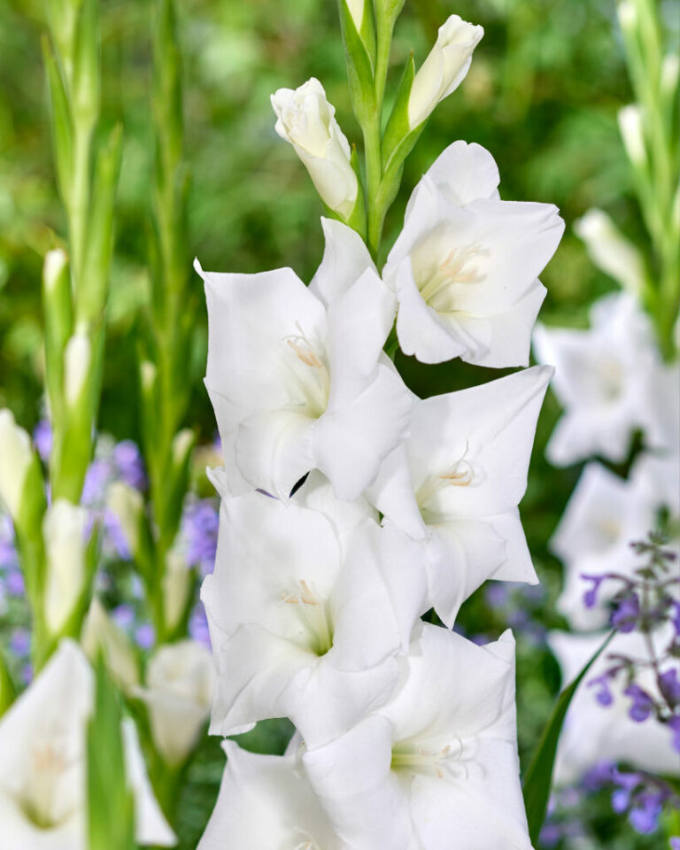 Range - Vigo Gladiolus