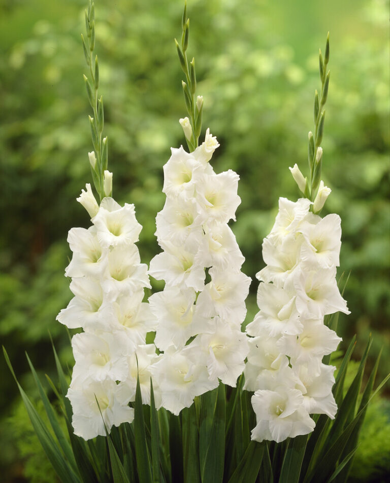 Range - Vigo Gladiolus