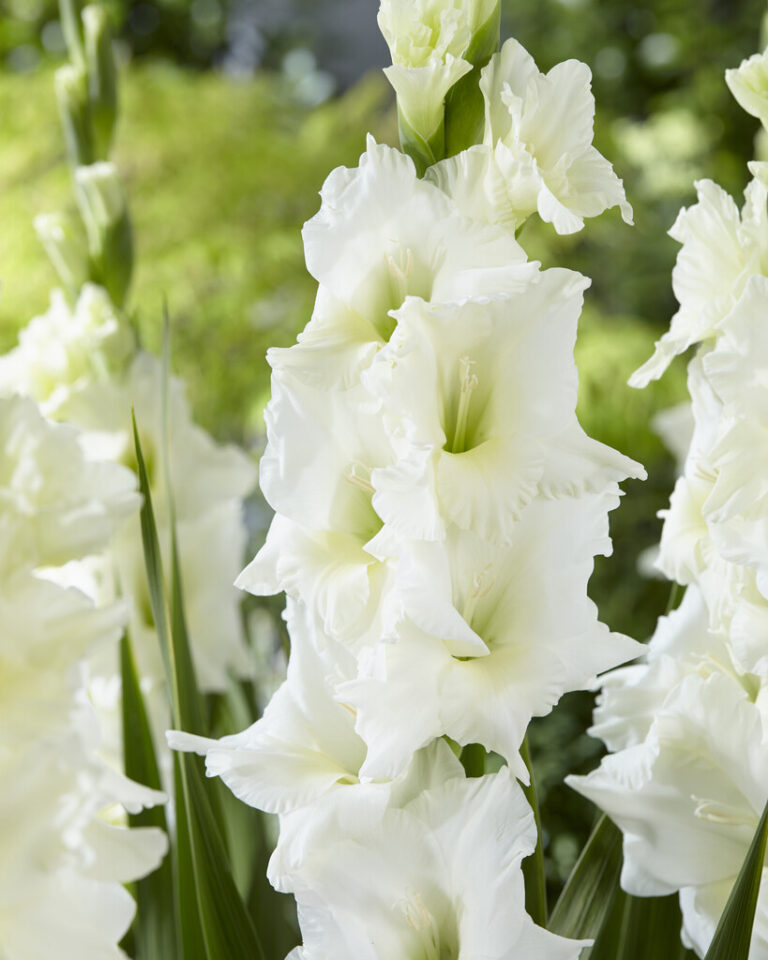 Range - Vigo Gladiolus