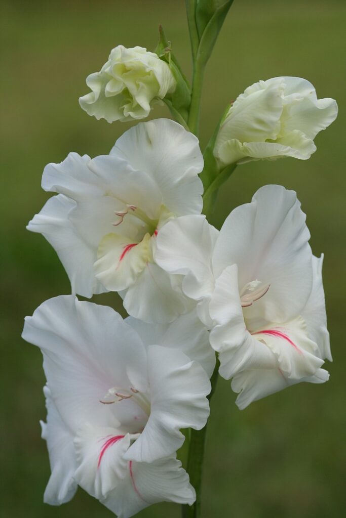 Range - Vigo Gladiolus
