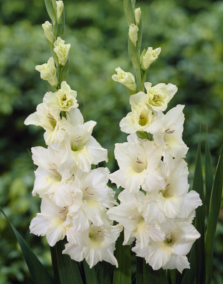 Range - Vigo Gladiolus