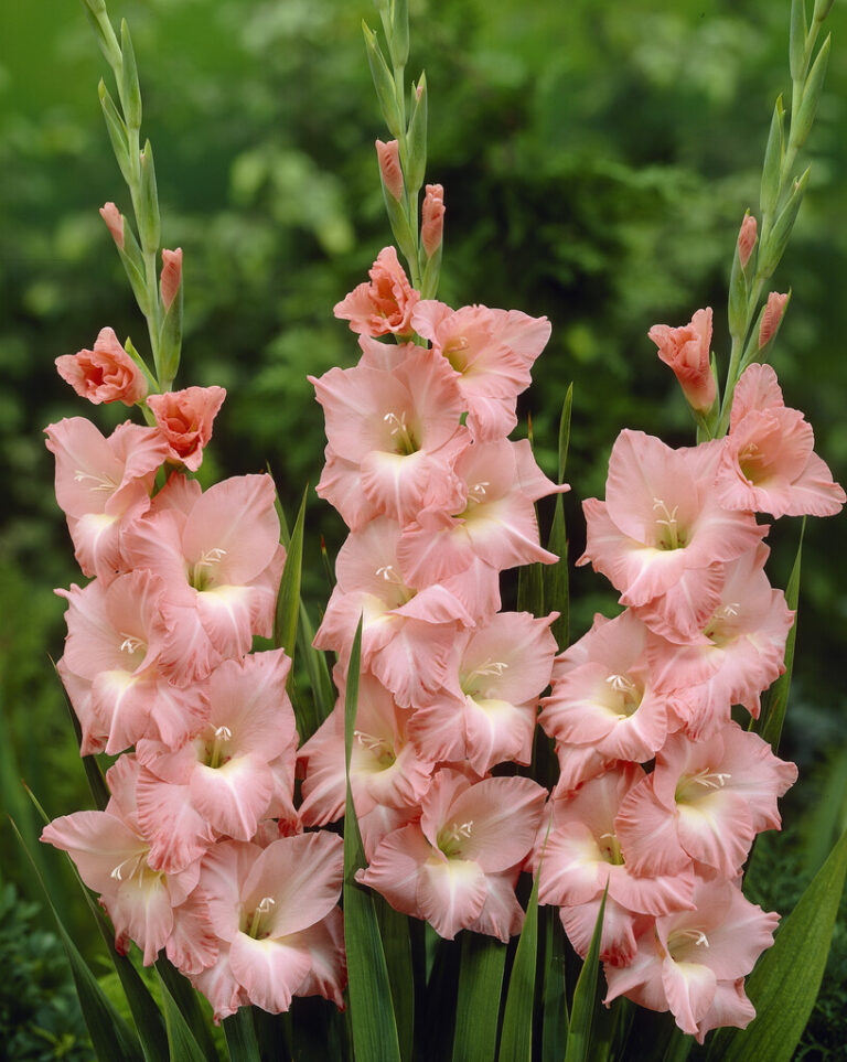Range - Vigo Gladiolus