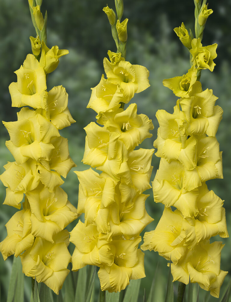 Range - Vigo Gladiolus