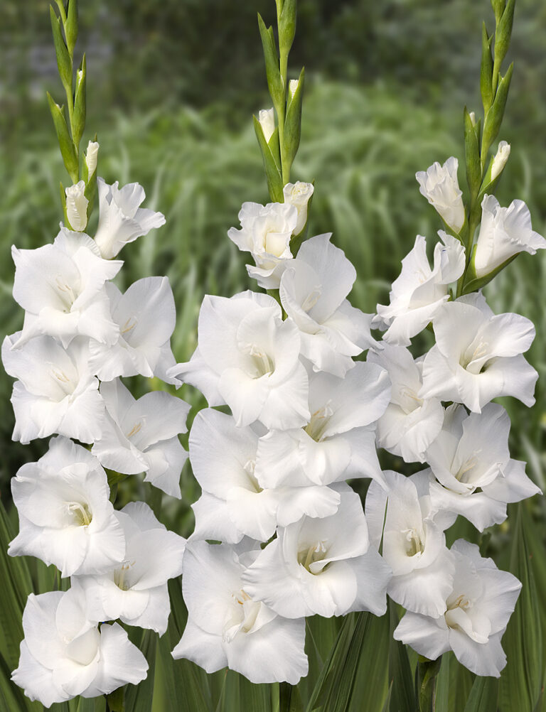 Range - Vigo Gladiolus