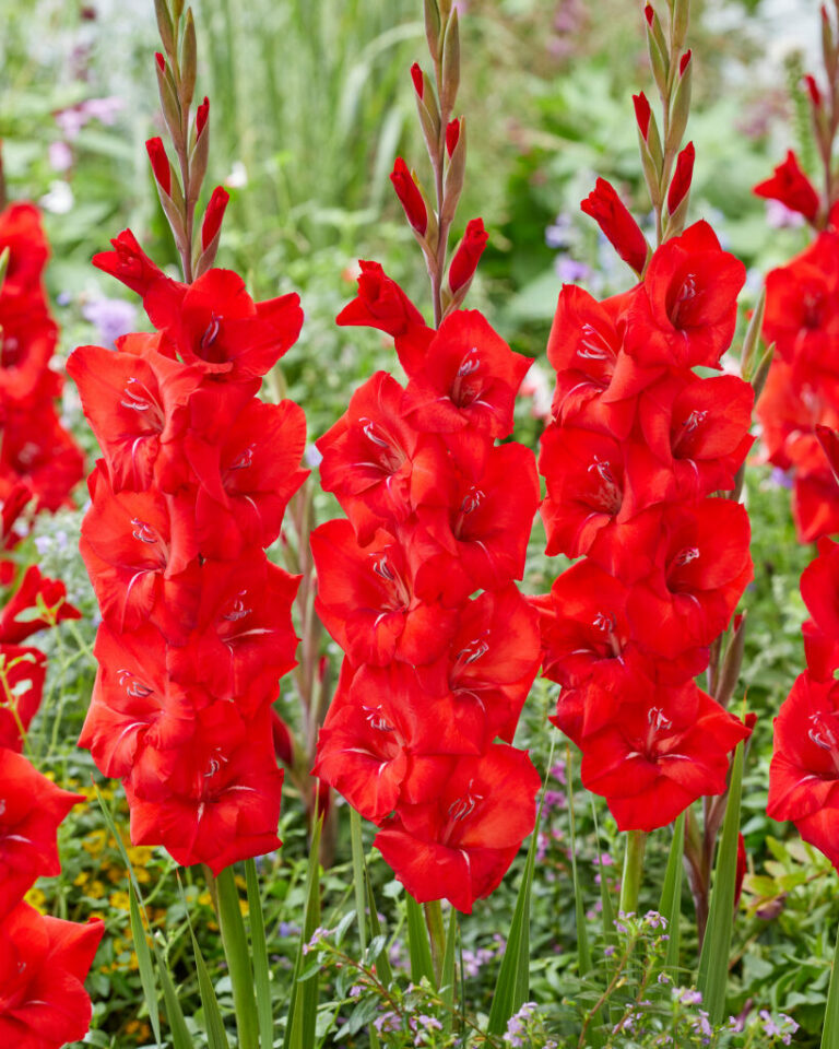 Assortiment - Vigo Gladiolus