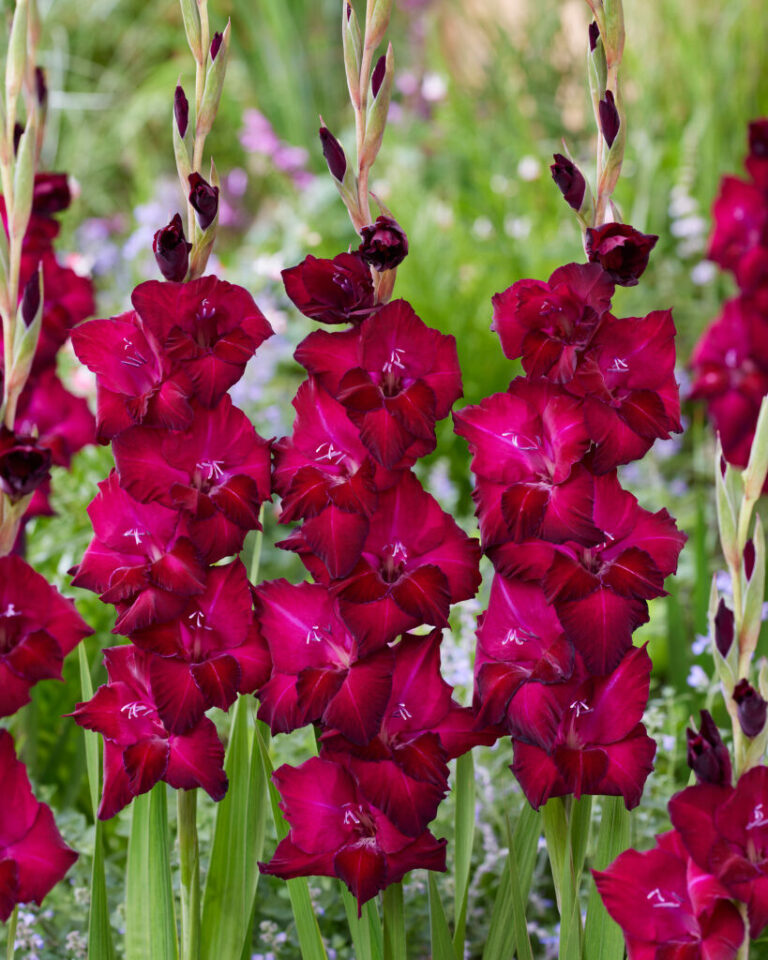 Gladiolus Bazin - Vigo Gladiolus